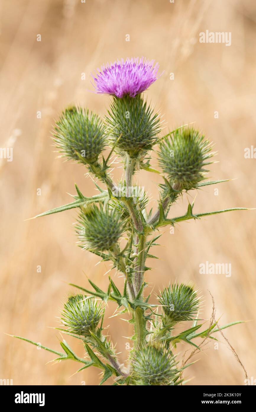 flower of Cirsium vulgare, Spear thistle, Bull thistle, or Common ...
