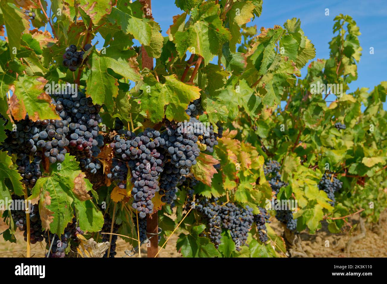 Grapes black vine hi-res stock photography and images - Alamy