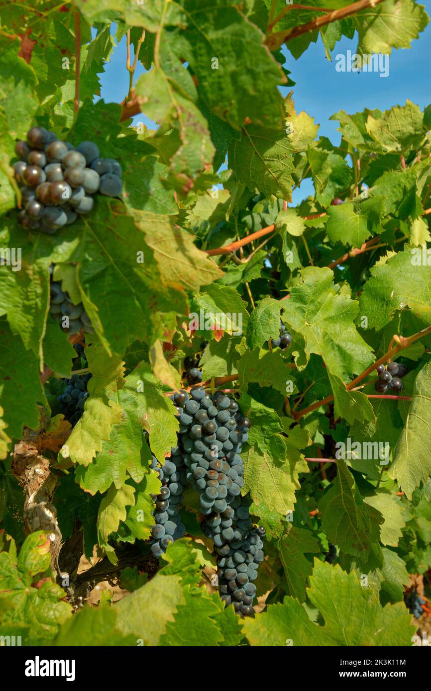 Black grapes ready for picking Stock Photo - Alamy
