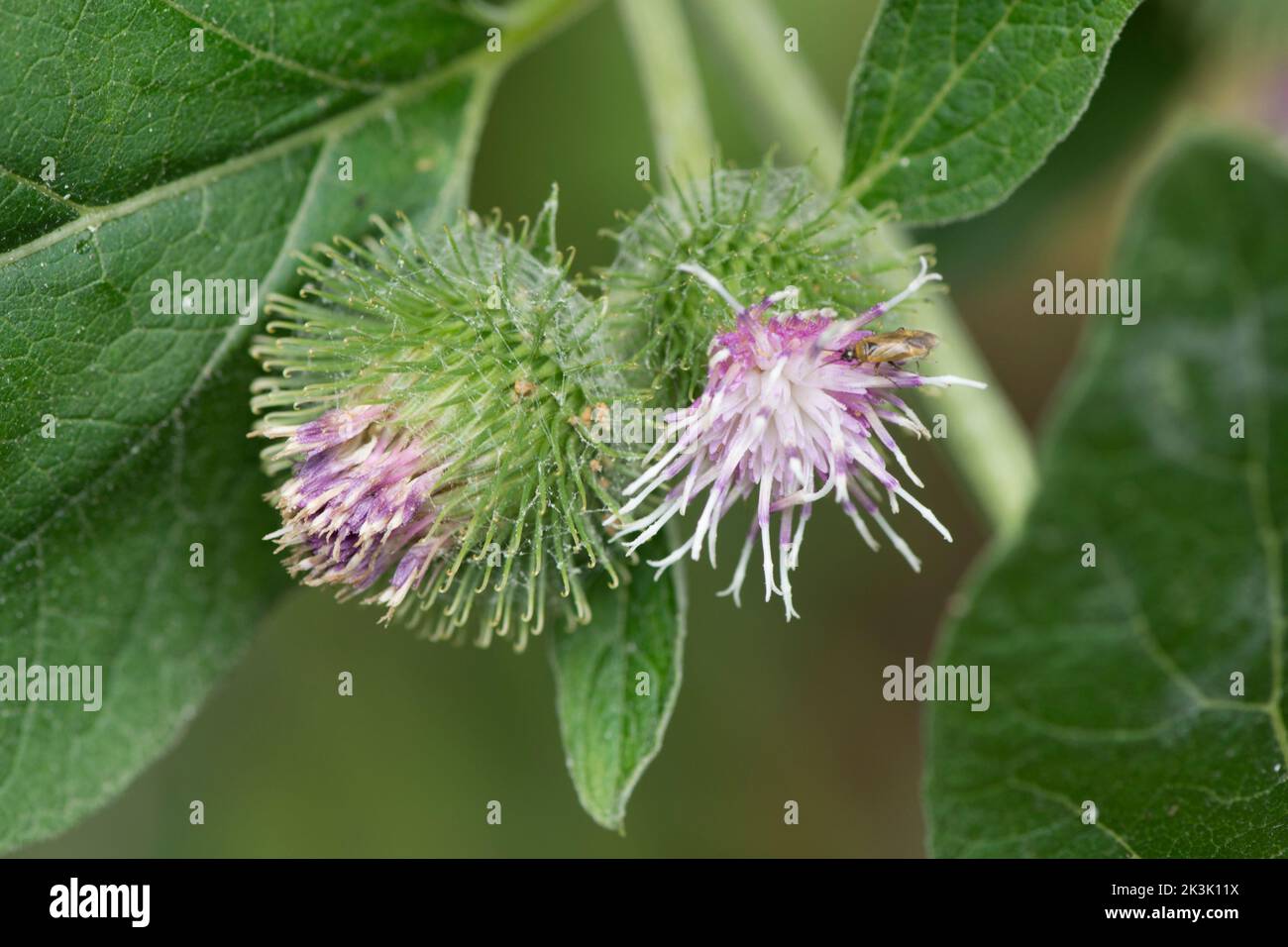 Lesser burdock hi-res stock photography and images - Alamy