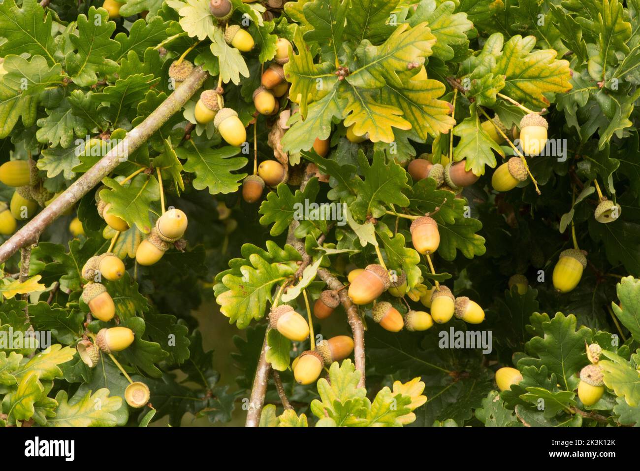 Pedunculate oak, English oak, Quercus robur, acorns, loaded with many ...