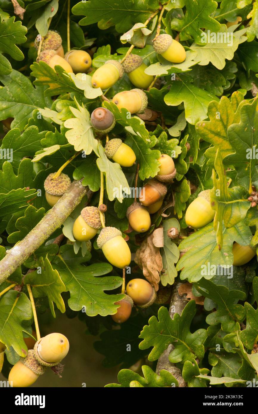 Oak tree uk september hi-res stock photography and images - Alamy