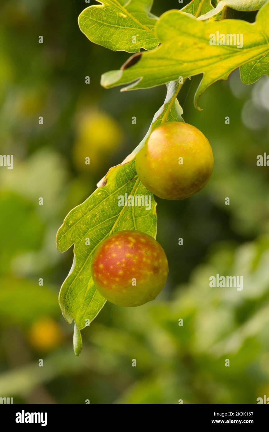 Cynips quercusfolii, Cherry gall wasp gall on uderside of leaf of ...