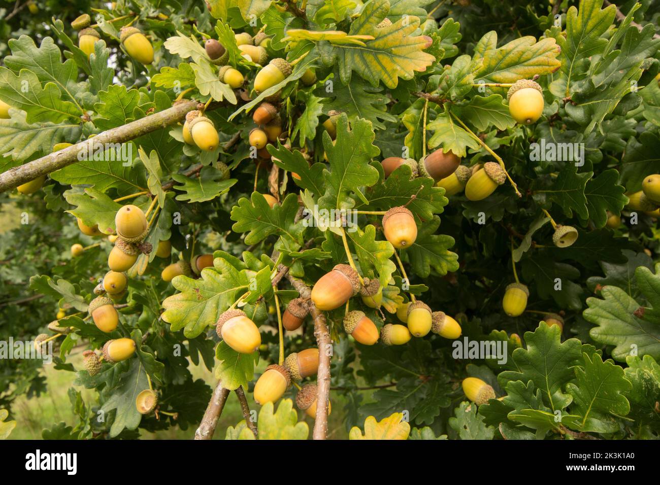 Pedunculate oak, English oak, Quercus robur, acorns, loaded with many ...