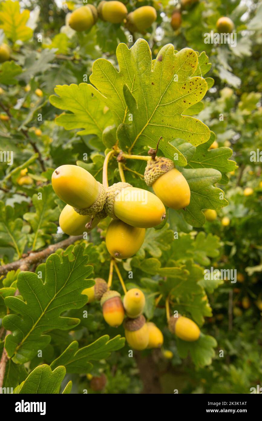 Pedunculate oak, English oak, Quercus robur, acorns, loaded with many ...