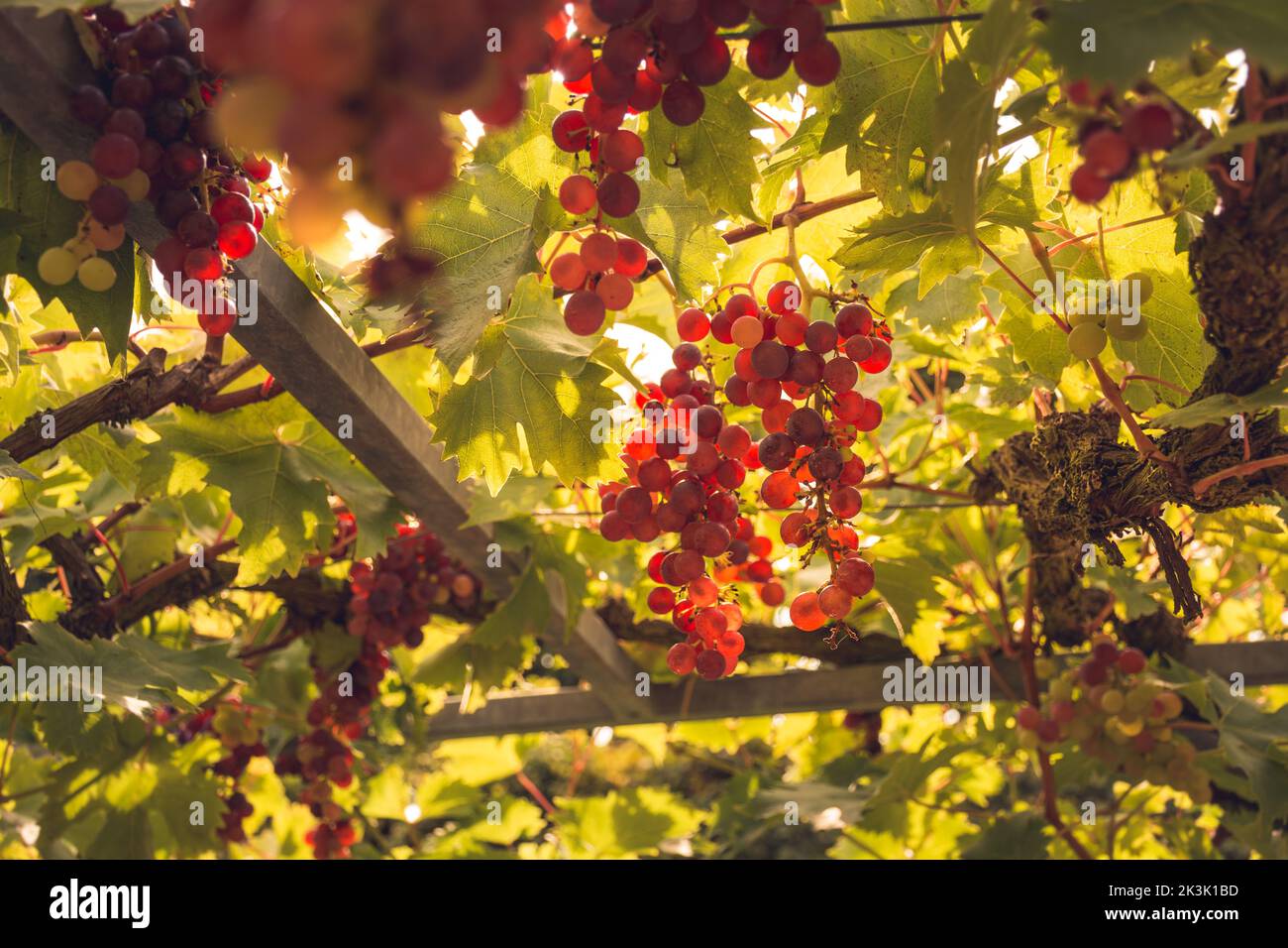 Red grapes in castle hi-res stock photography and images - Alamy