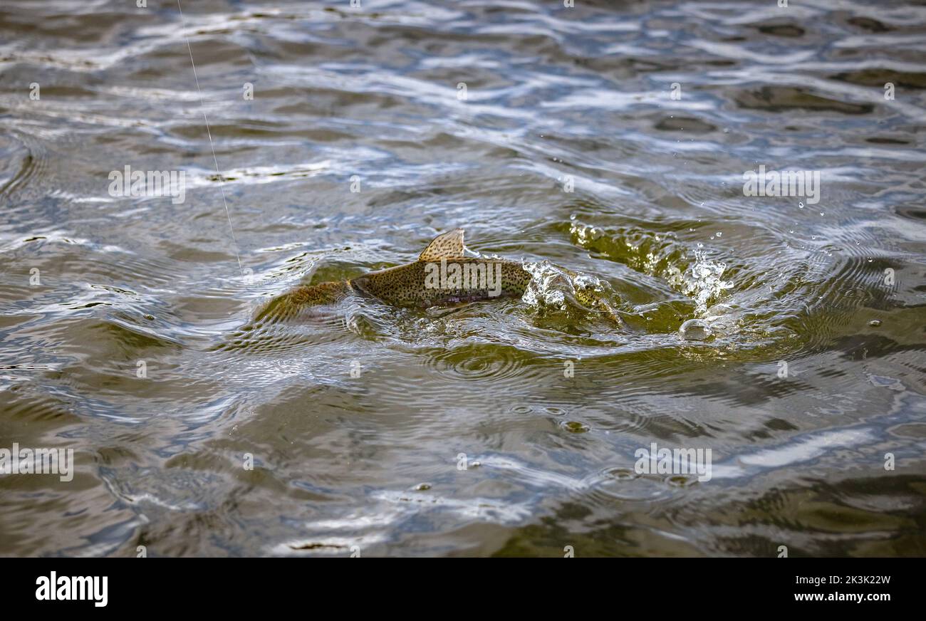 Trout fishing on Thornton Reservoir, Leicester, England Stock Photo - Alamy