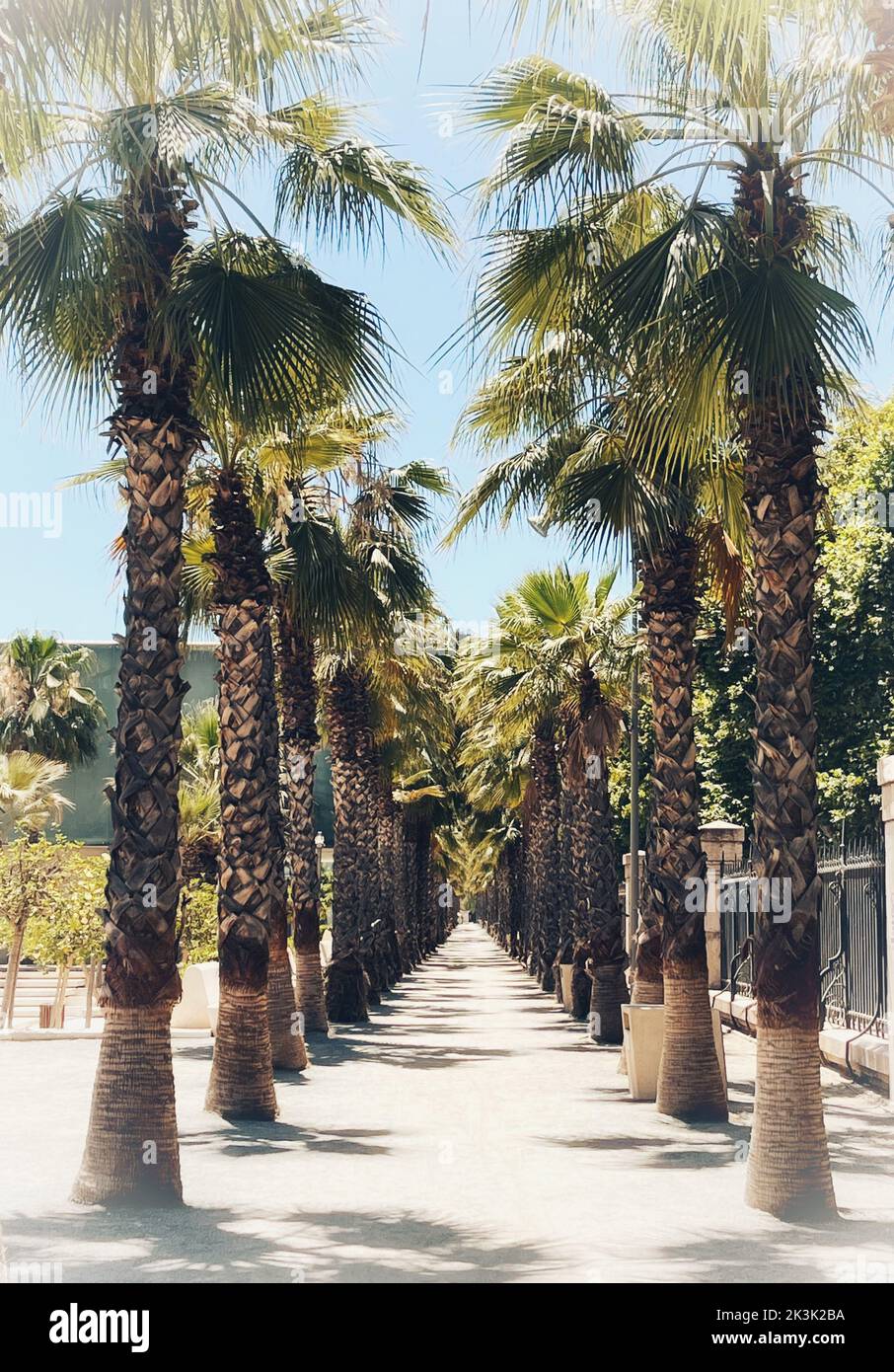 a vertical shot of palm trees Stock Photo - Alamy