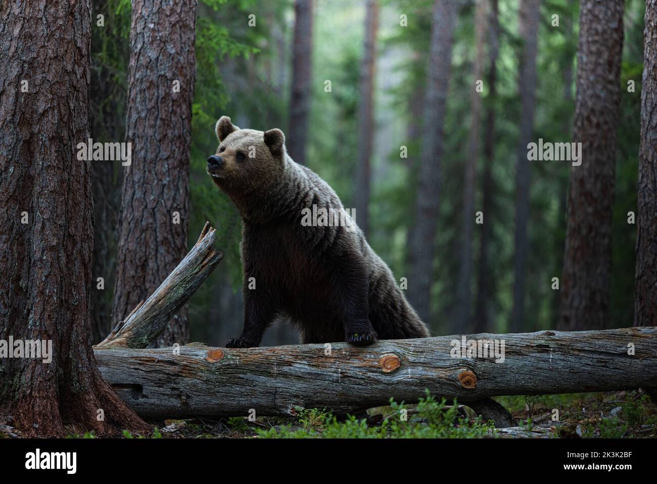 a Brown grizzly bear on a tree trunk in a forest Stock Photo - Alamy