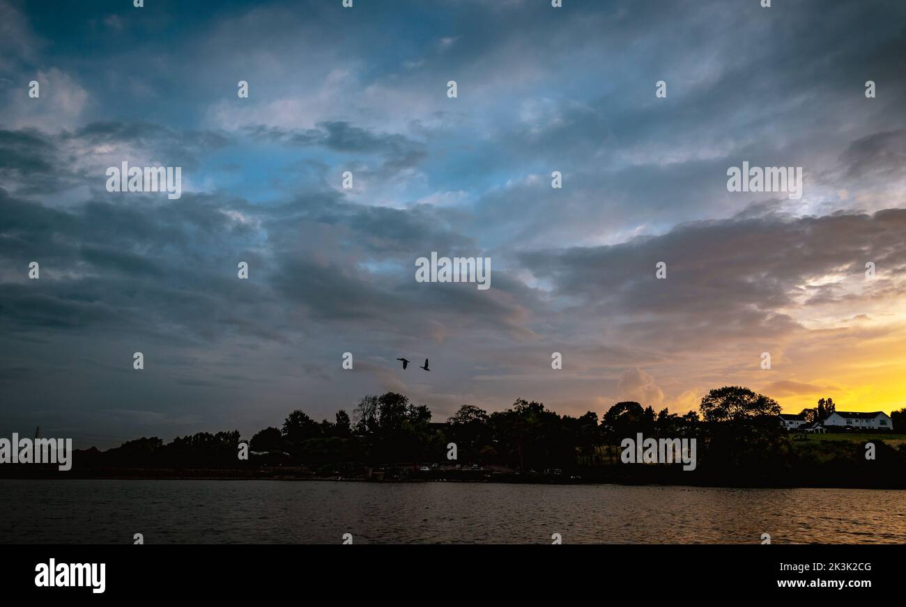 Wildfowl over Thornton Reservoir in late summer Stock Photo - Alamy
