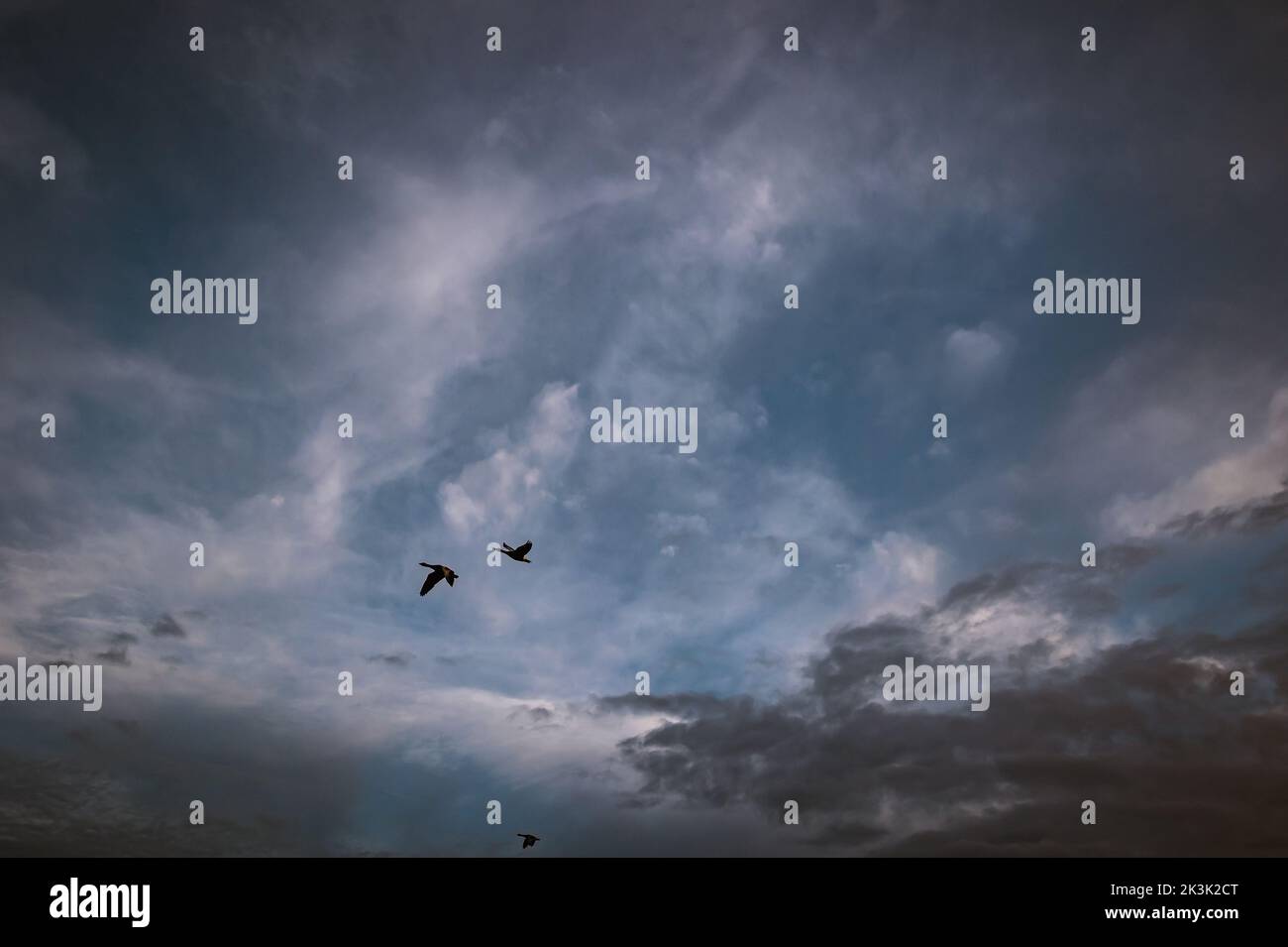 Wildfowl over Thornton Reservoir in late summer Stock Photo - Alamy
