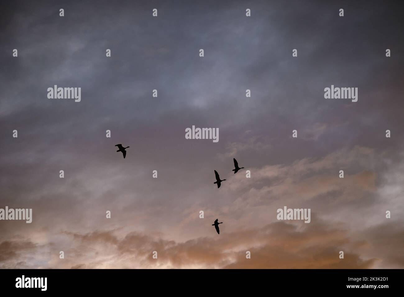 Wildfowl over Thornton Reservoir in late summer Stock Photo - Alamy