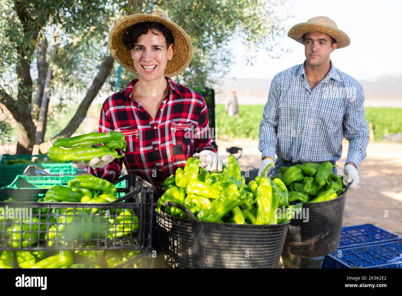 Woman farmer filling crates with pepper outdoors Stock Photo - Alamy