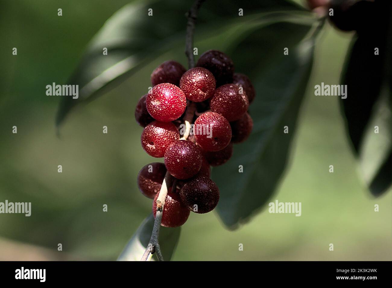 Smilax leaf hi-res stock photography and images - Alamy