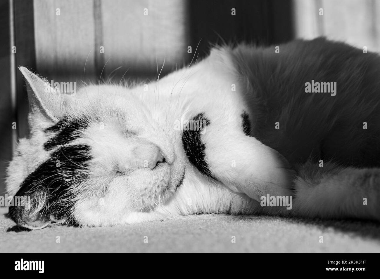 Pet cat sunbathing Stock Photo - Alamy