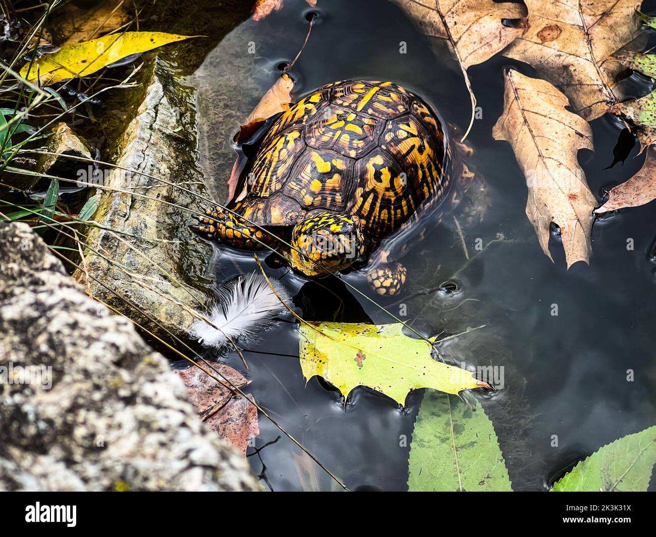 red eared slider turtle tortoise in water Stock Photo - Alamy