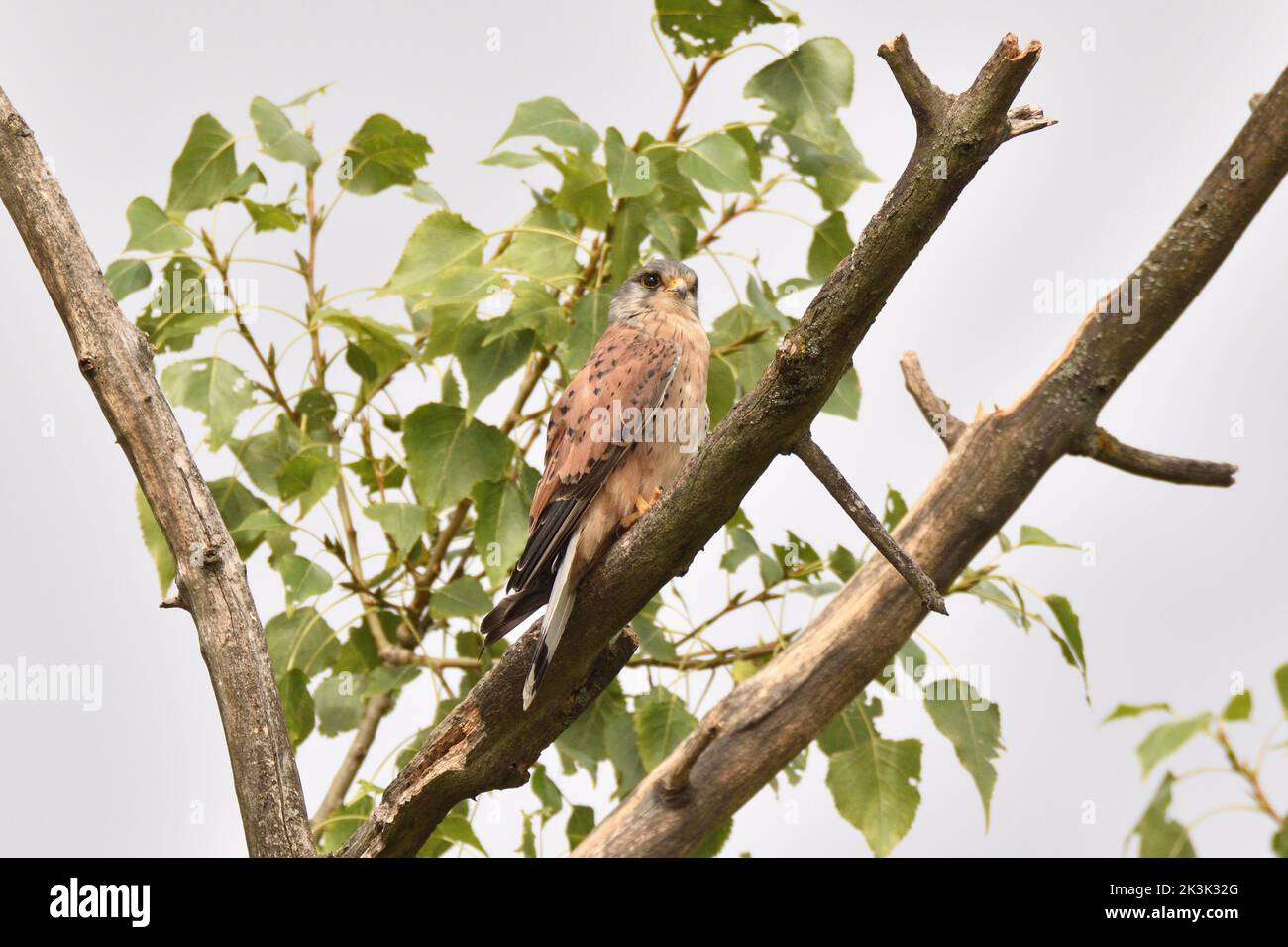 Common kestrel uk hi-res stock photography and images - Alamy