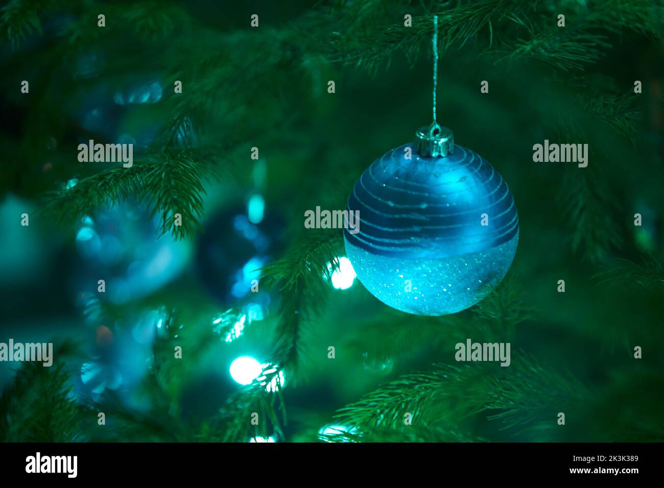 Close up of holiday electric blue garlands on fir branch with Christmas ...