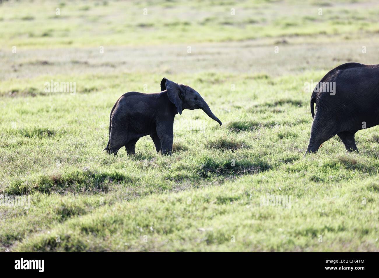 Baby elephant with siblings hi-res stock photography and images - Alamy
