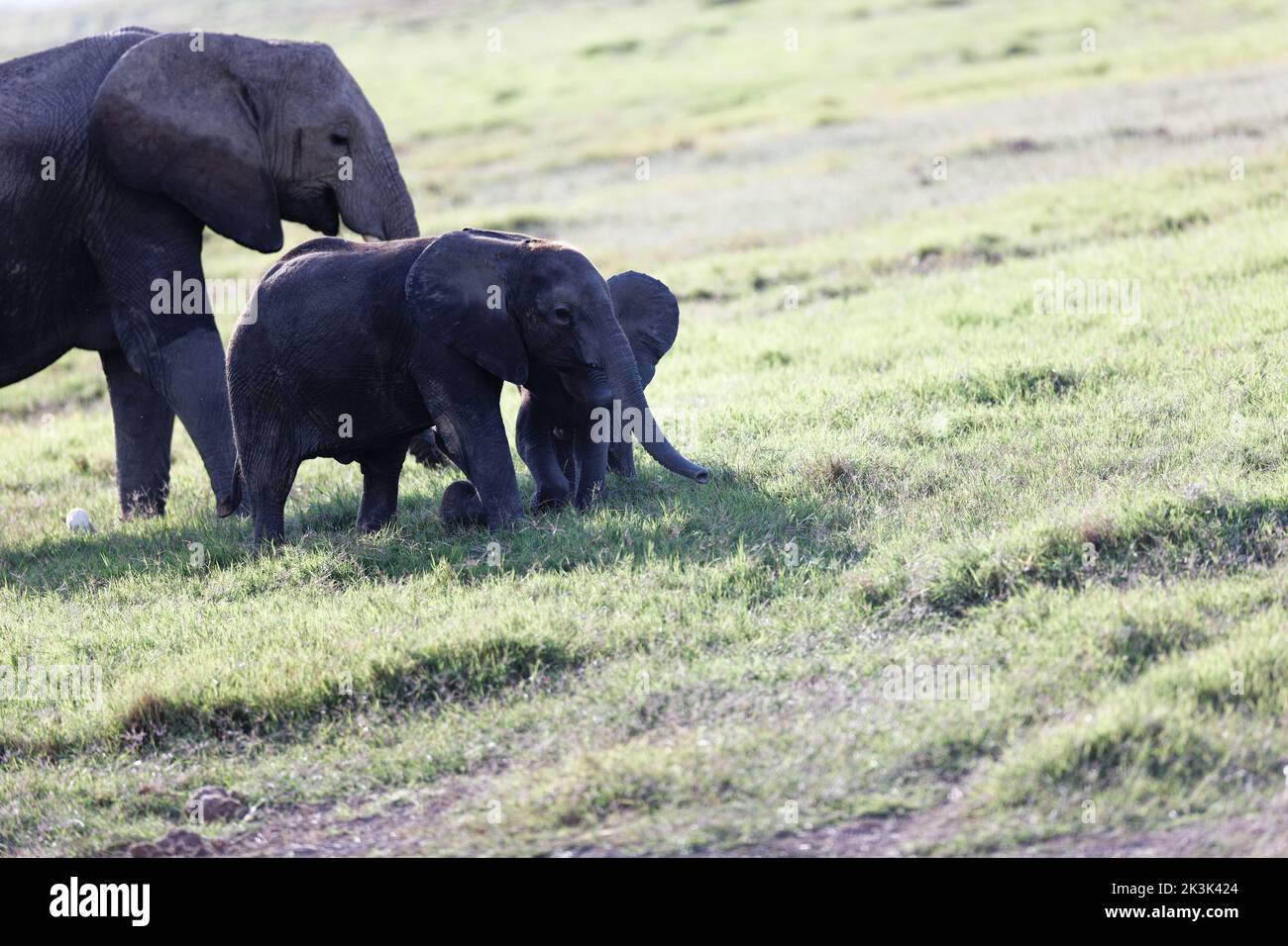 Baby elephant with siblings hi-res stock photography and images - Alamy