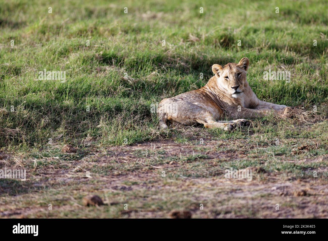 Skinny lion hi-res stock photography and images - Alamy
