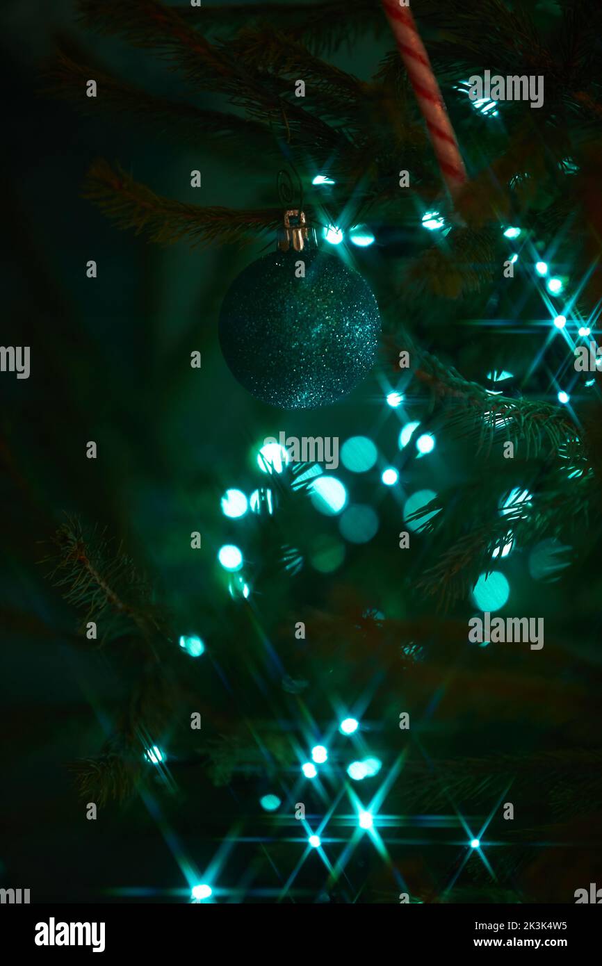 Close up of holiday electric blue garlands on fir branch with Christmas ...
