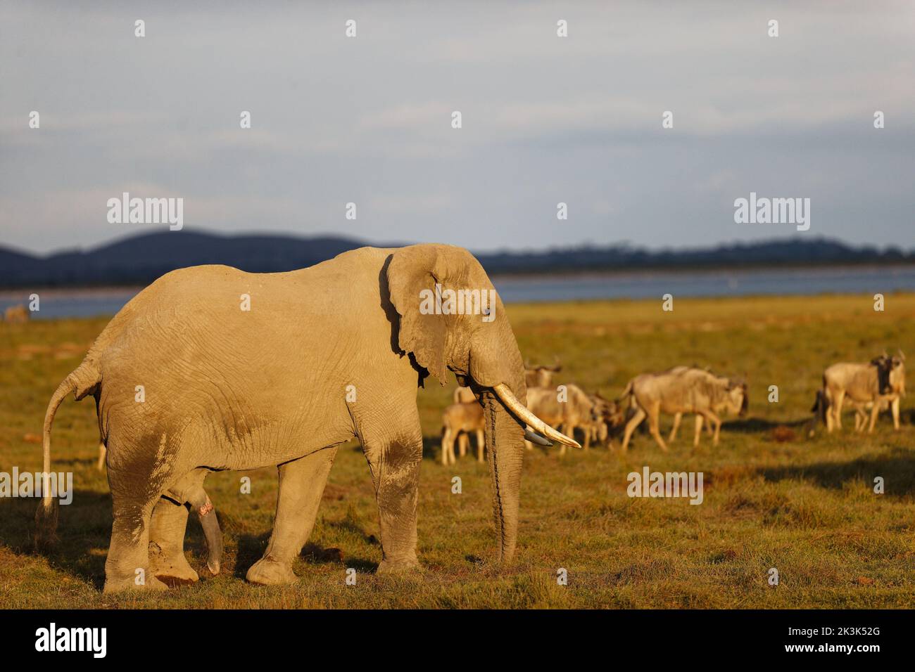 A family of elephants grazing around in the Amboseli National Park ...