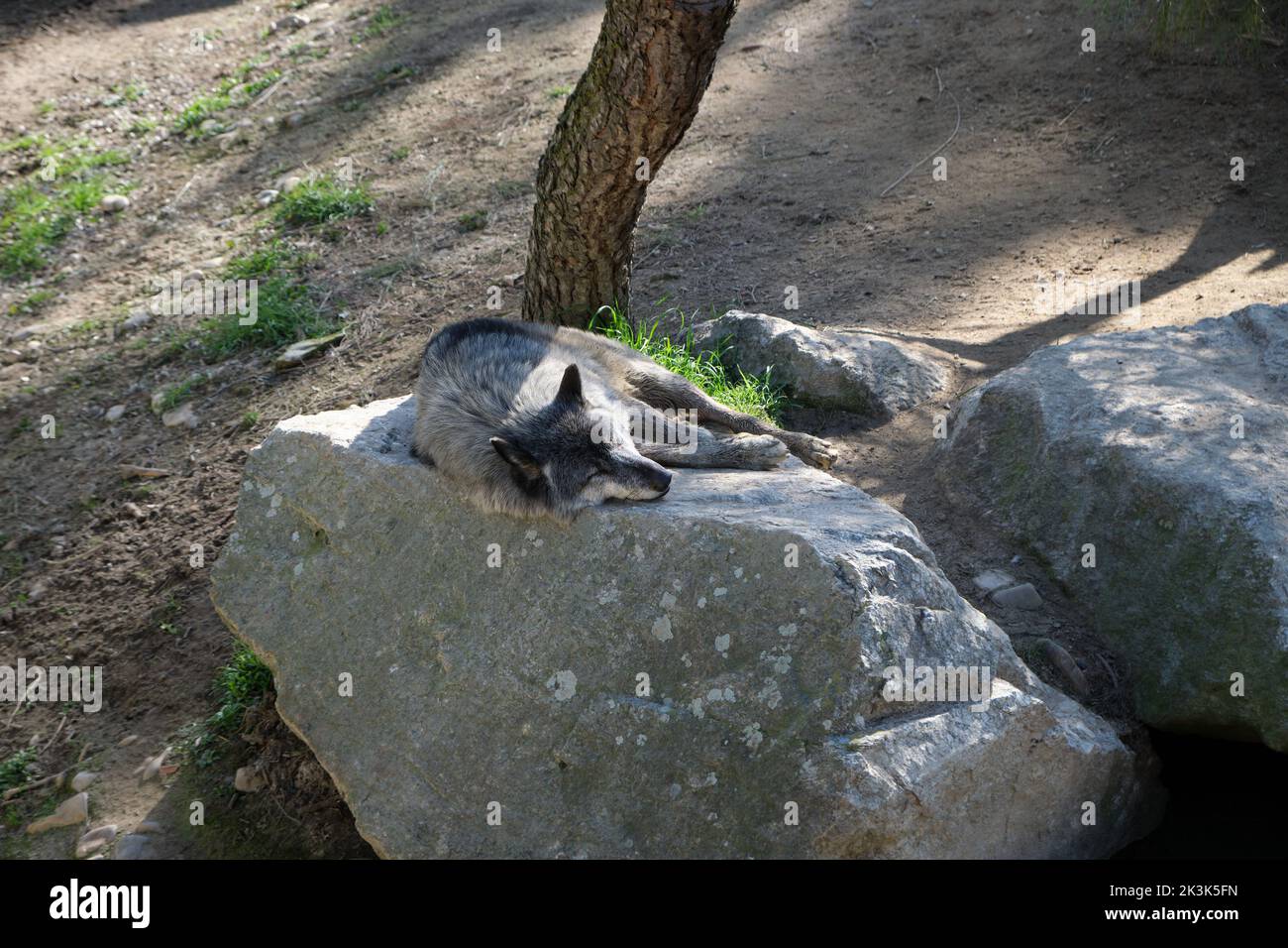 A northwestern wolf (Canis lupus occidentalis), aka Mackenzie Valley ...