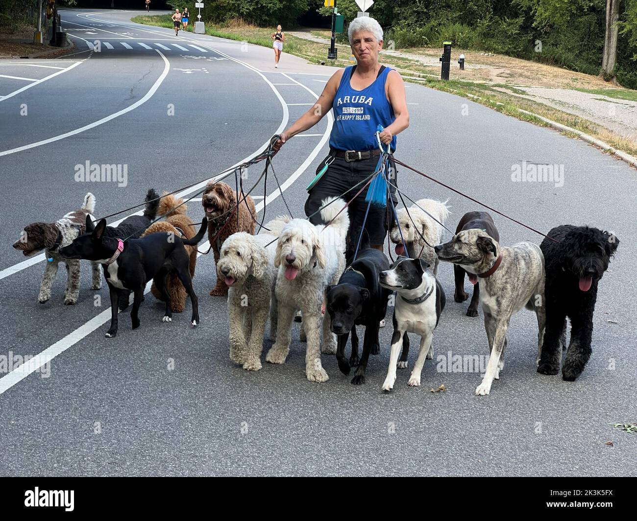 Veteran professional dog walker with 13 dogs walk in harmony on the ...
