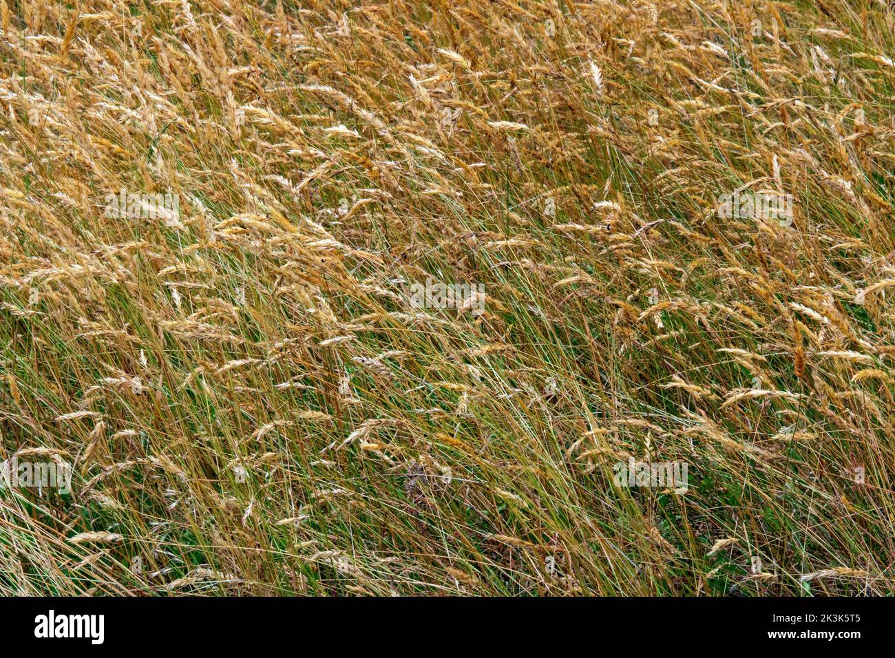Sweet Vernal Grass. growing in a natural meadow in Pennsylvania's ...
