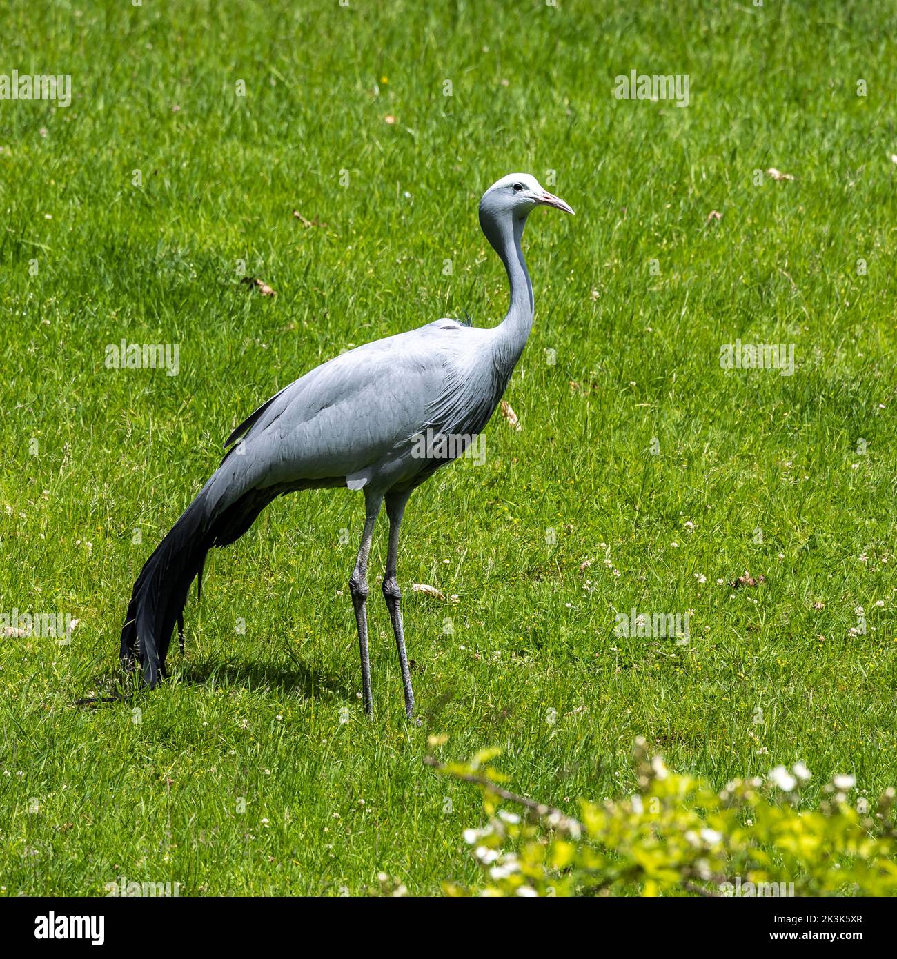 The Blue Crane, Grus paradisea, is an endangered bird specie endemic to ...