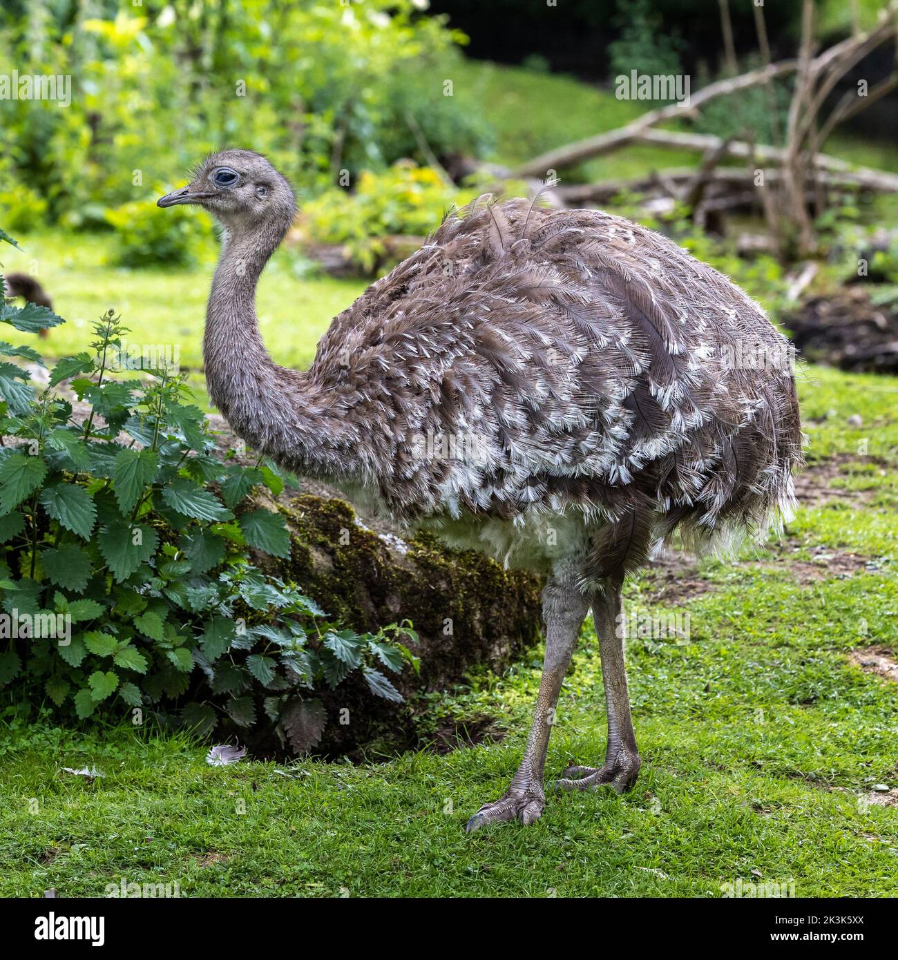 Darwin's rhea, Rhea pennata also known as the lesser rhea. It is a ...