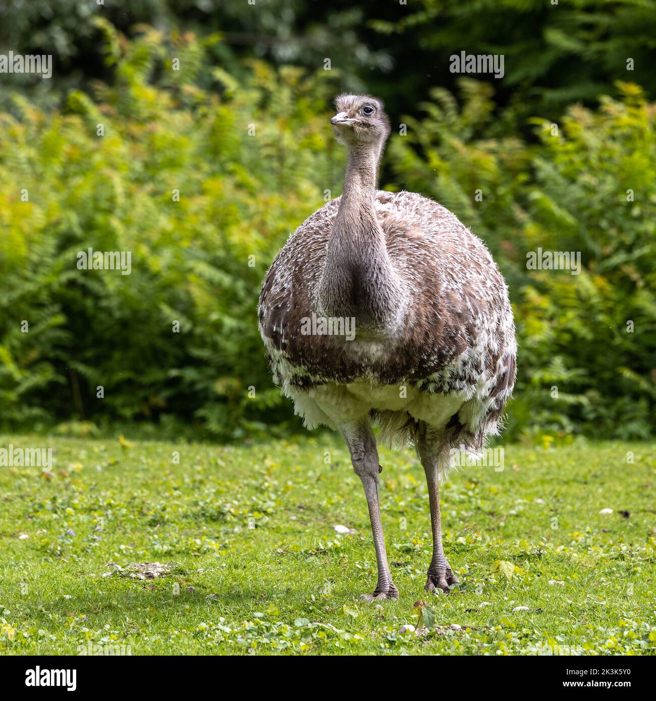 Darwin's rhea, Rhea pennata also known as the lesser rhea. It is a ...