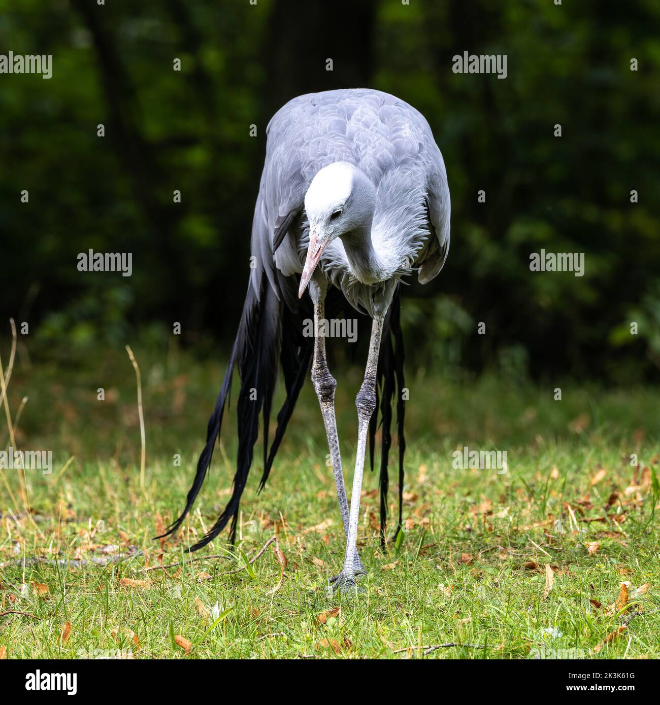The Blue Crane, Grus paradisea, is an endangered bird specie endemic to ...