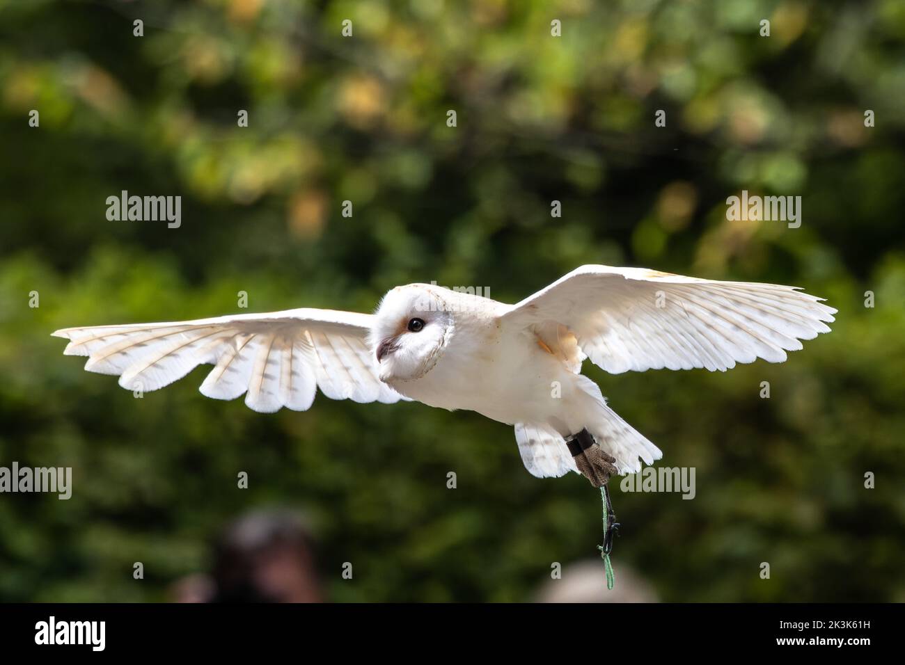 The western barn owl, Tyto alba is usually considered a subspecies ...
