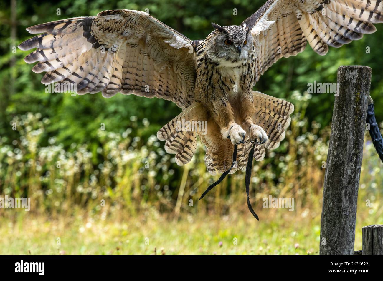 The Siberian eagle owl, bubo bubo sibiricus is the biggest owl in the ...