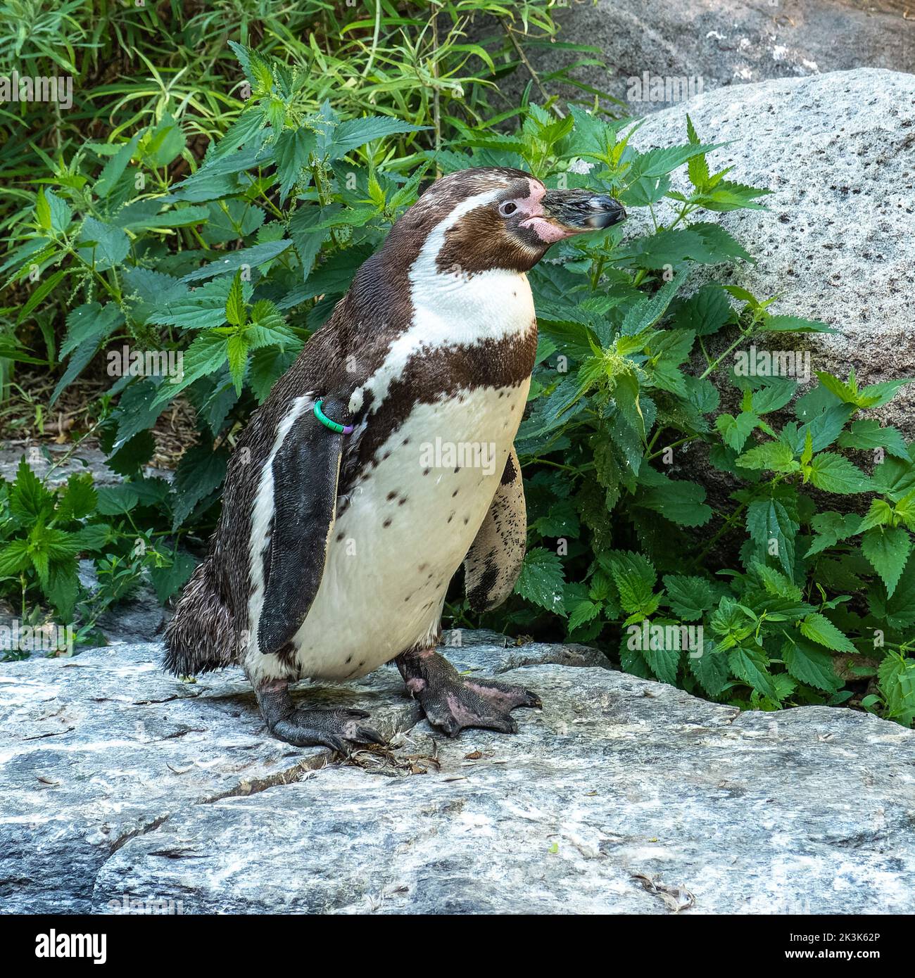 The Humboldt Penguin, Spheniscus humboldti also termed Peruvian penguin ...