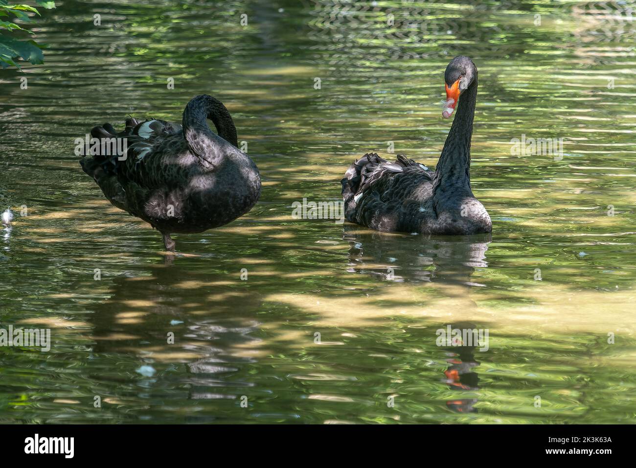 The Black Swan, Cygnus atratus is a large waterbird, a species of swan ...