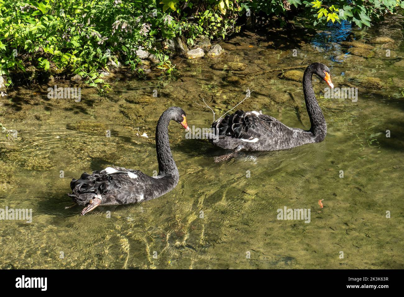 The Black Swan, Cygnus atratus is a large waterbird, a species of swan ...