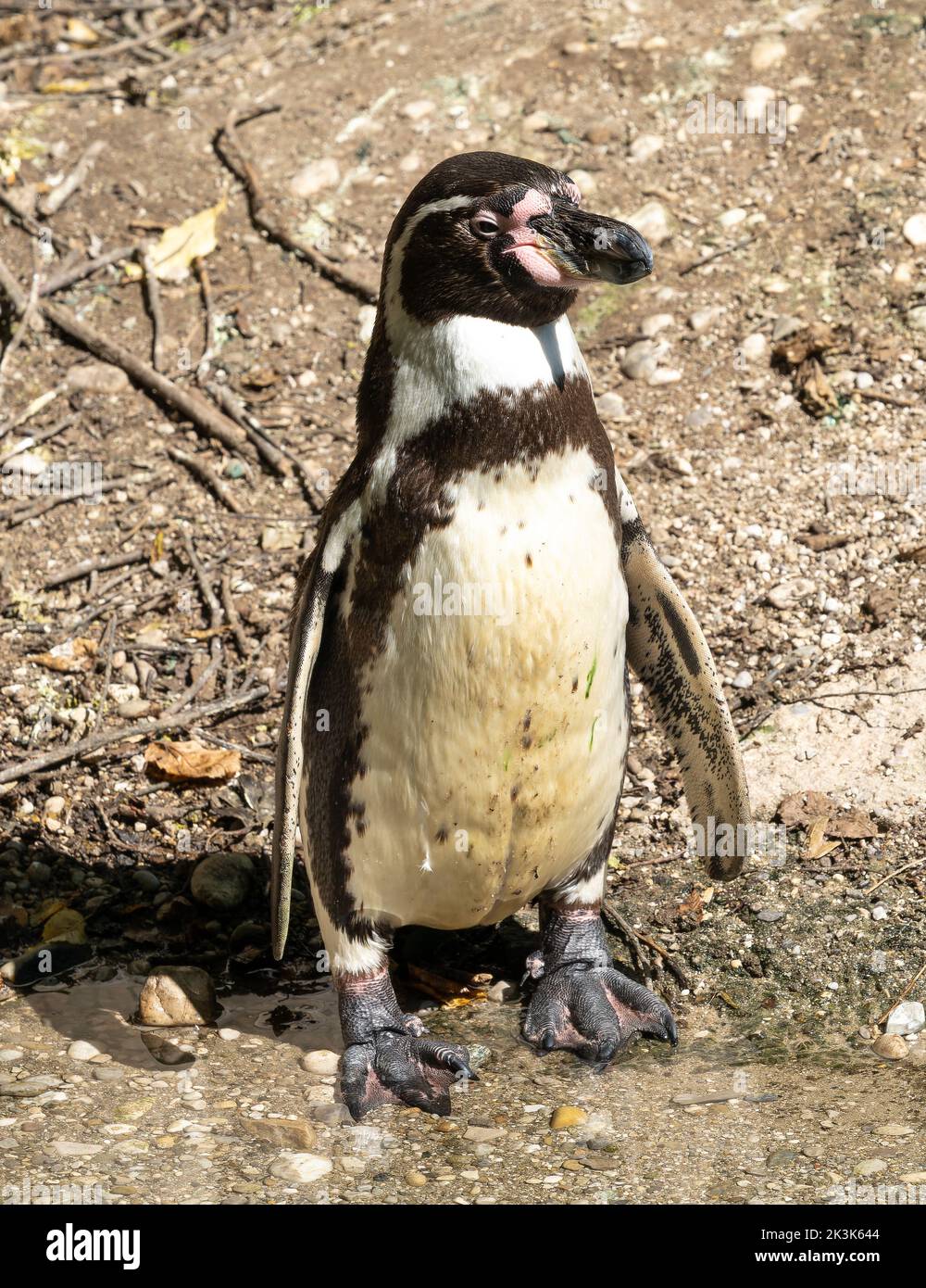 The Humboldt Penguin, Spheniscus humboldti also termed Peruvian penguin ...
