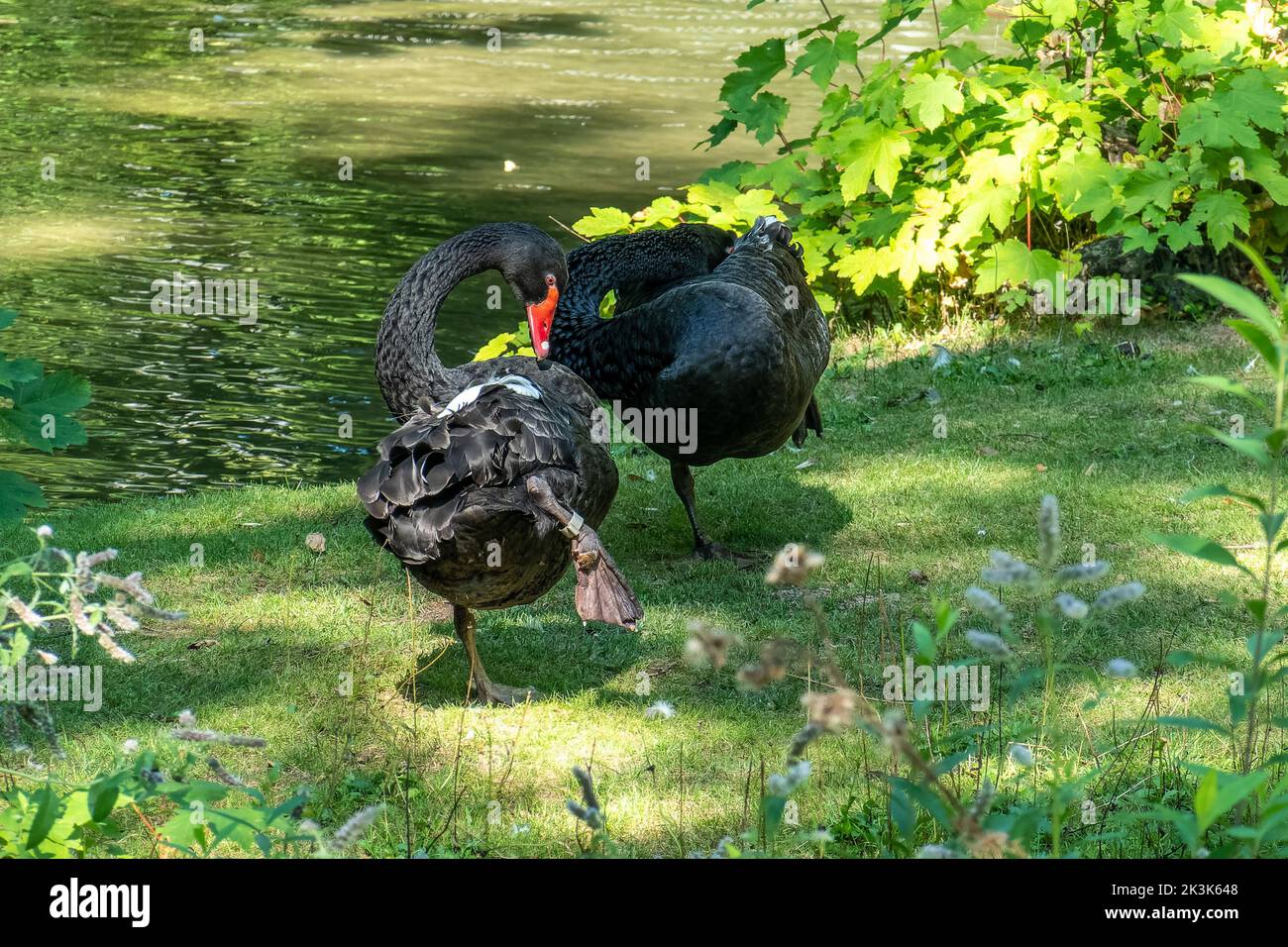 The Black Swan, Cygnus atratus is a large waterbird, a species of swan ...
