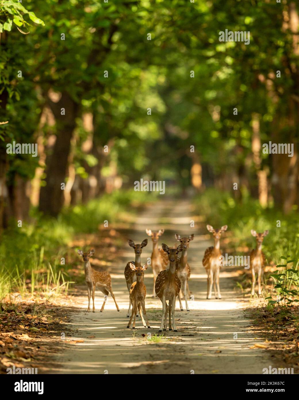 spotted deer or chital or axis deer family head on in herd or group ...
