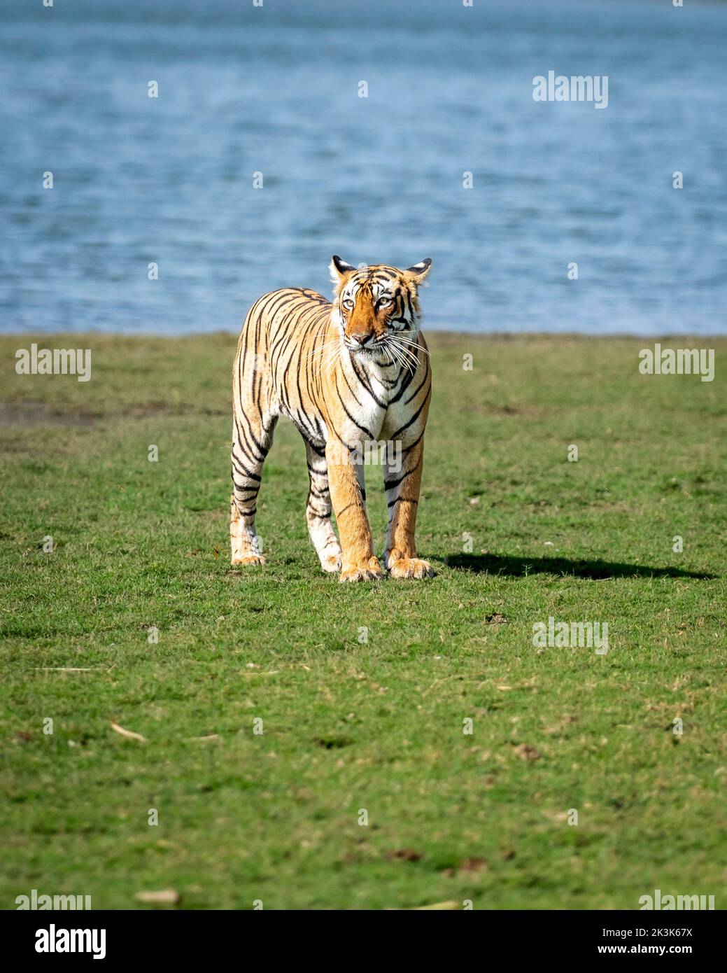 Rajbagh lake ranthambore hi-res stock photography and images - Alamy