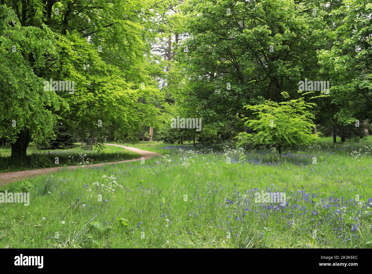 Spring colours in Lynford Arboretum, Lynford Hall, Lynford village near ...