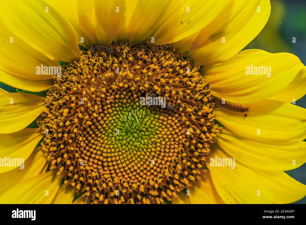 Caterpillar on yellow sunflowers. Sunflower pest. Close-up Of ...