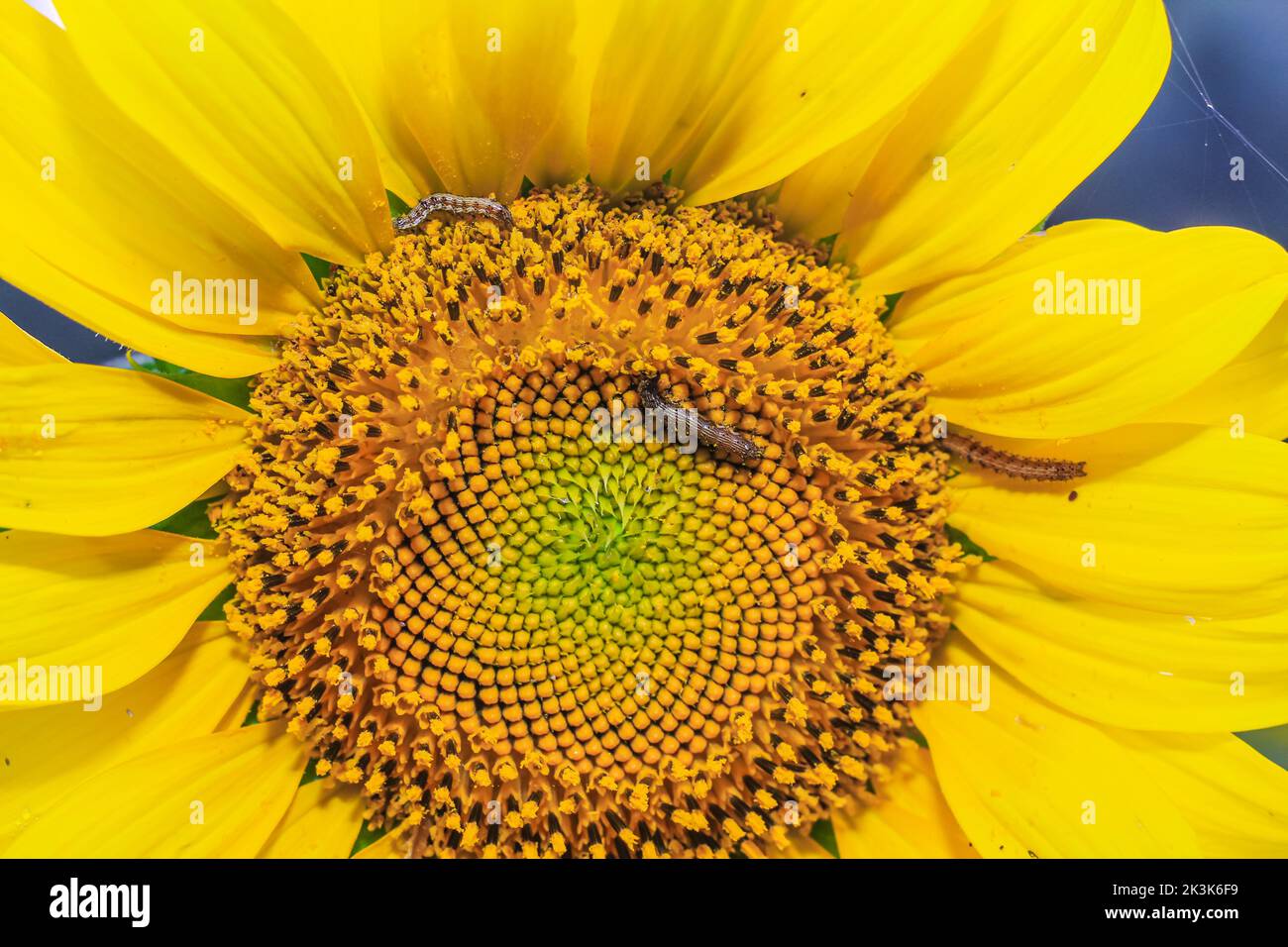 Caterpillar on yellow sunflowers. Sunflower pest. Close-up Of ...
