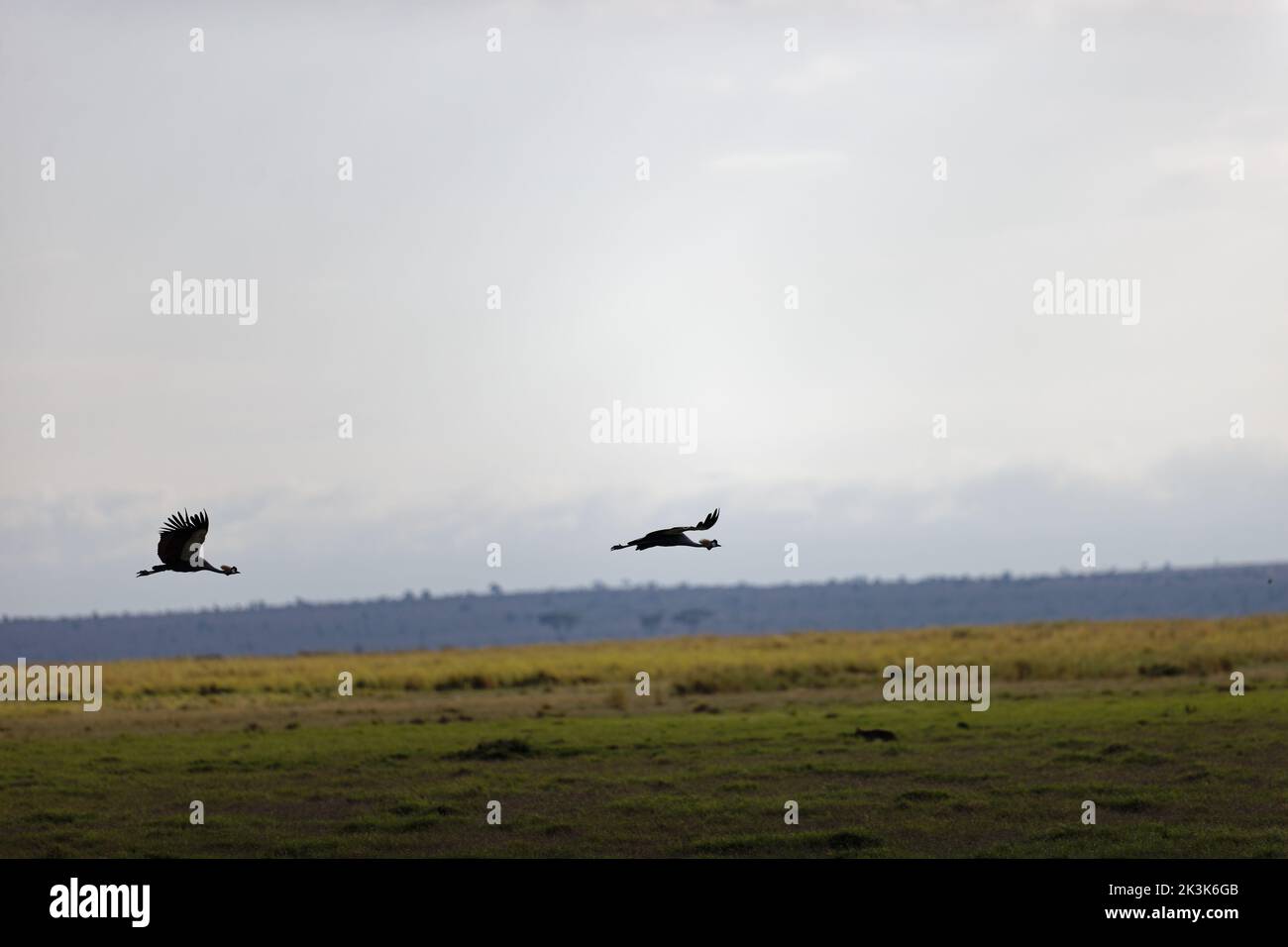 The crowned crane birds flying over a serval kat in Amboseli National ...