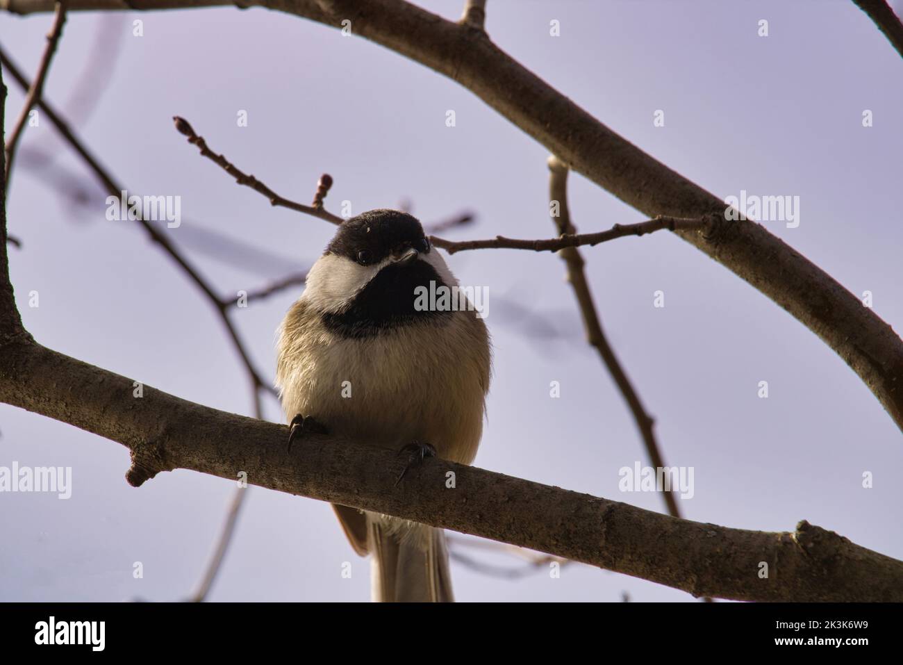 Chickadee on a branch during spring in Canada Stock Photo - Alamy