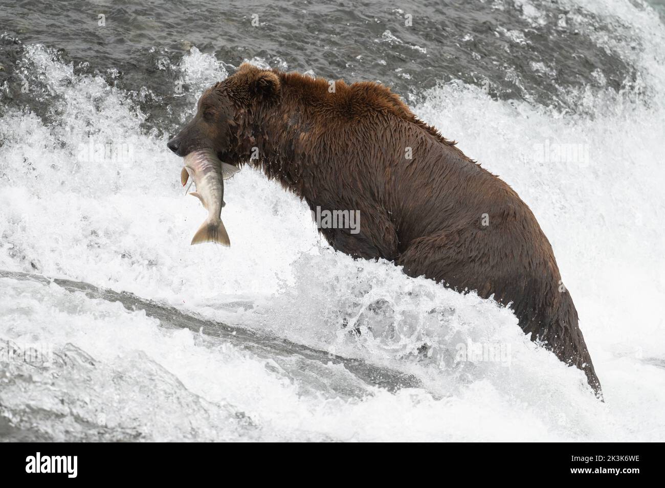 Alaskan brown bear with a salmon in its mouth at the falls in McNeil ...