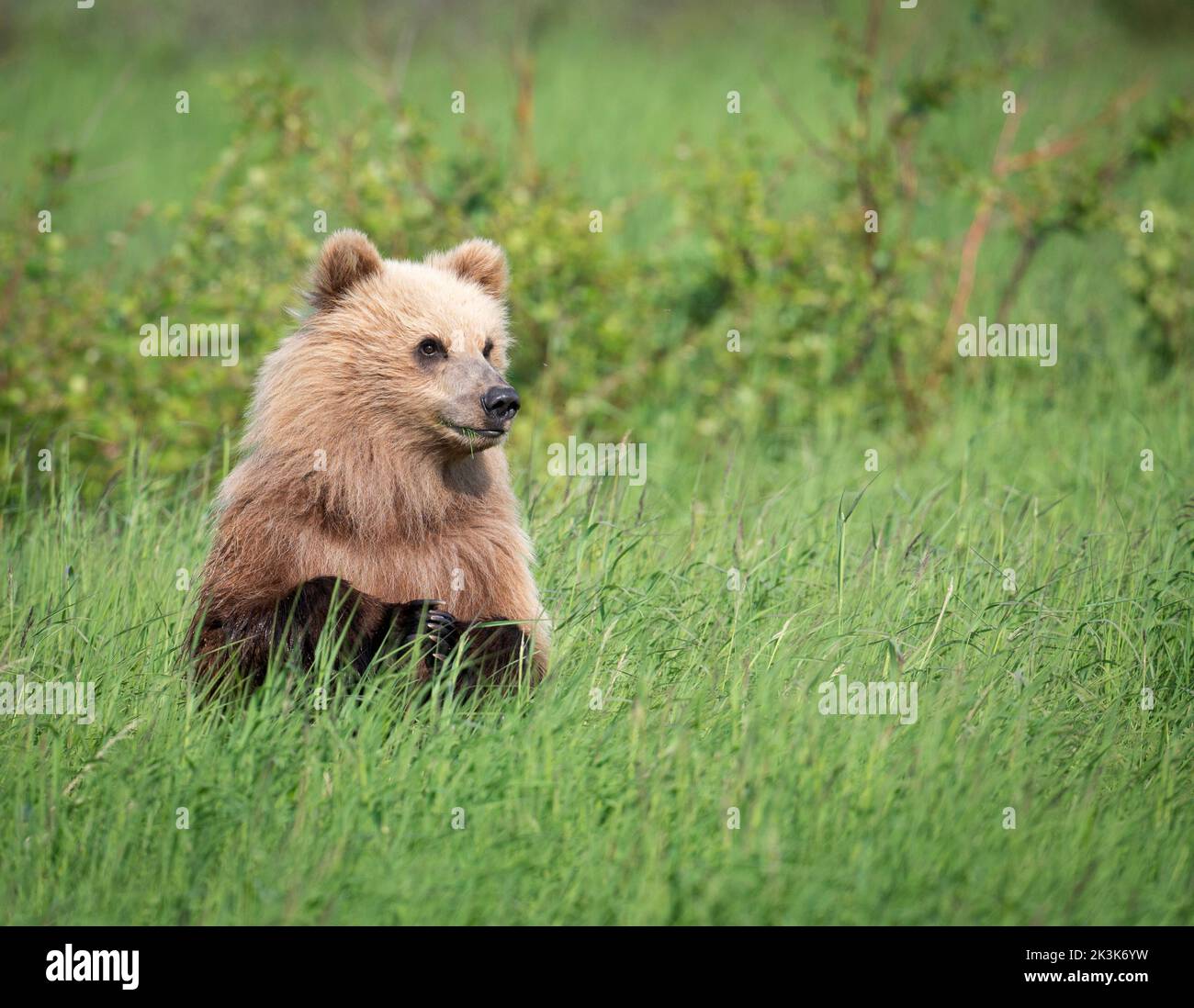 Alaskan brown bear cub standing on its hind legs in McNeil River State ...